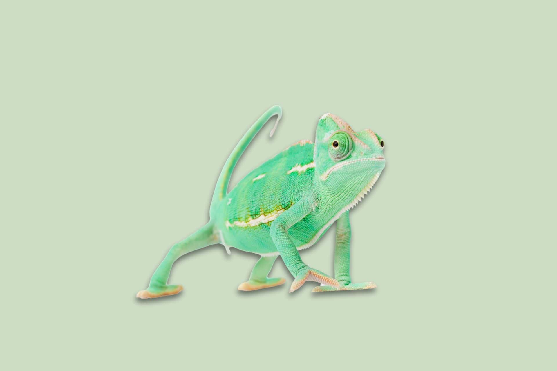 6 Ways Email Marketing Campaigns Mirror Chameleon Adaptability | Shyn Media
